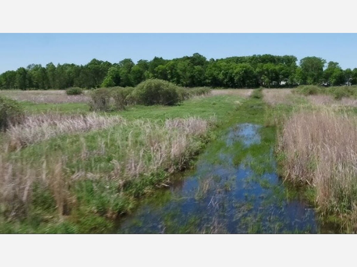 Buzz And Bite! Mosquitoes Invade North Metro Area | MinneapoliMedia