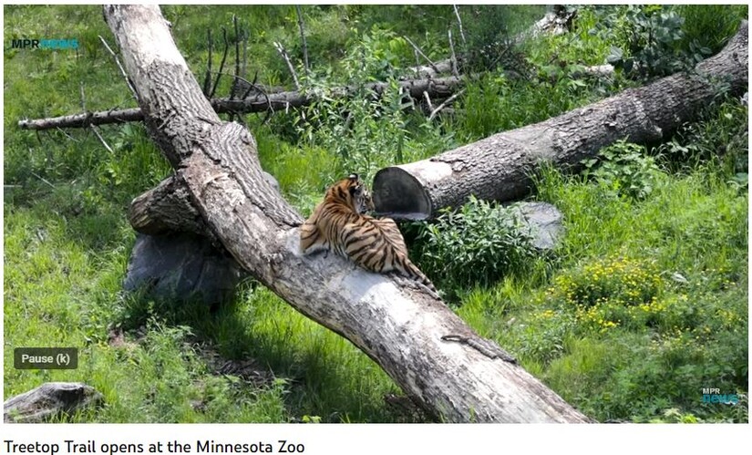 Atop Former Monorail Track, Minnesota Zoo's New Treetop Trail Set To ...